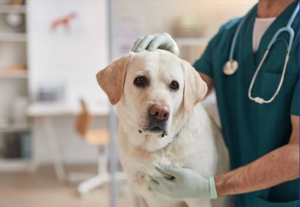 Understanding Aging Issues in Dogs: A Comprehensive Guide – timeplus Canada